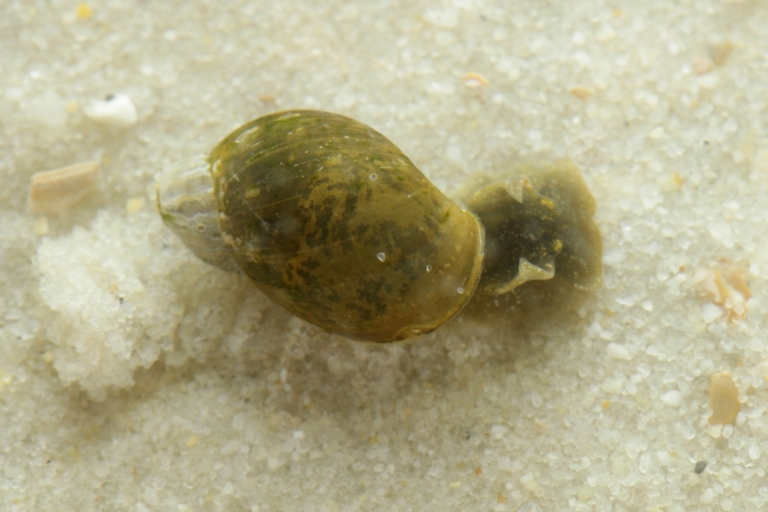 Schlammschnecke (Radix balthica)