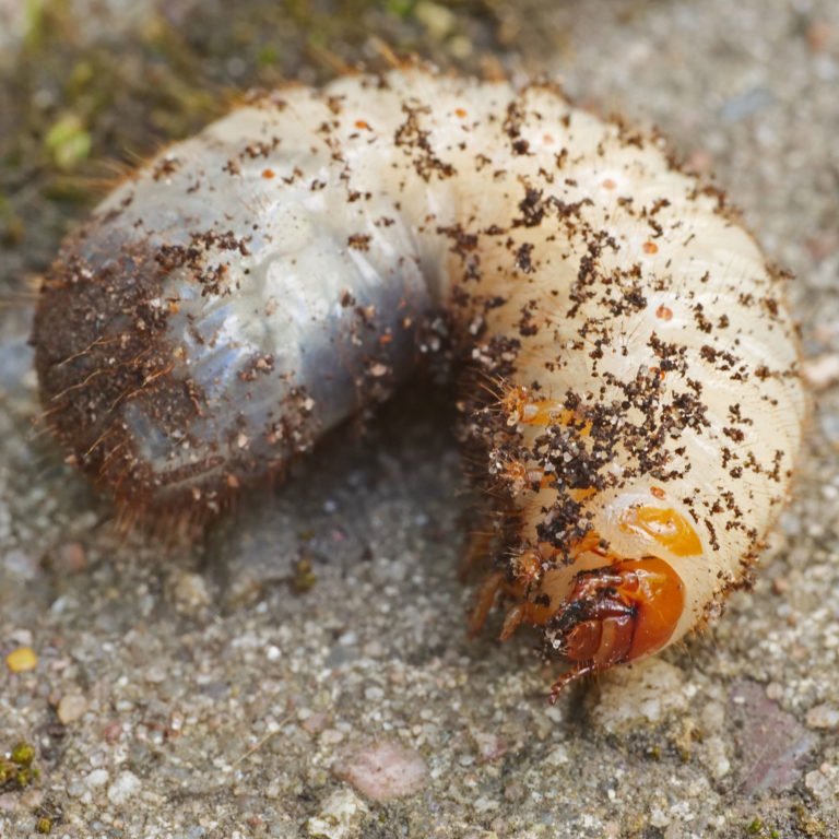 Rosenkäfer (Larven, Engerlinge)