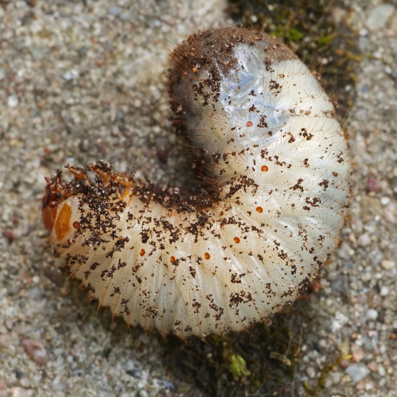 Rosenkäfer (Larven, Engerlinge)